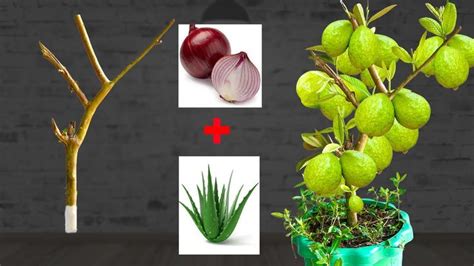 Great Skill For Grafting Guava Tree Growing Fast With Aloe Vera And