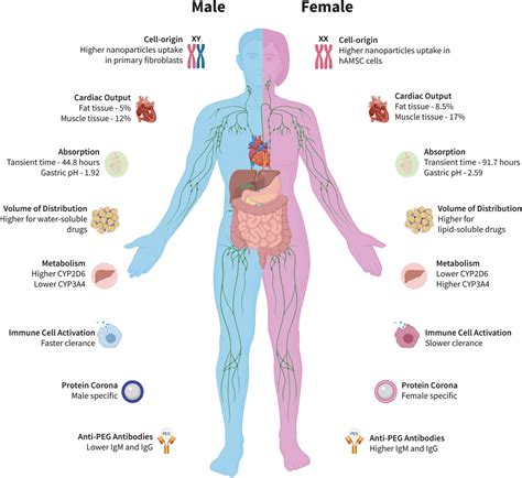 Sex Based Differences In The Biodistribution Of Nanoparticles And Their Effect On Hormonal