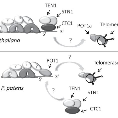 Model For Telomere Capping Complexes In The Flowering Plant Arabidopsis Download Scientific