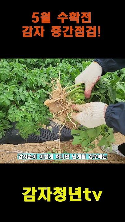 감자수확직전 5월 감자상태 중간점검 감자 수확 재배 농사 Youtube