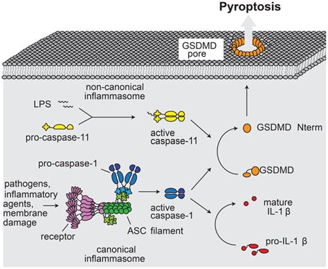 Model For Gsdmd Mediated Pyroptotic Cell Death Canonical Inflammasomes