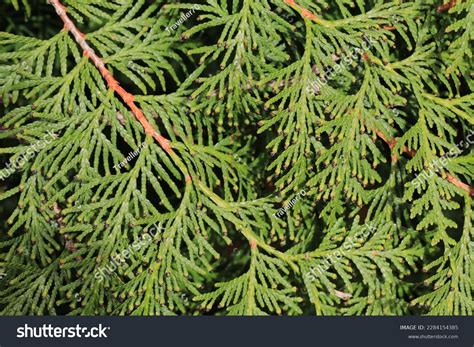 Conifer Leaves