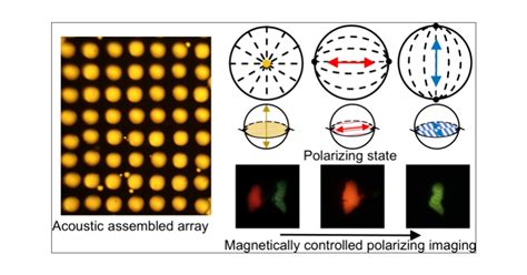 Acoustic Magnetic Tunable Liquid Crystal Microlens Arrays For Polarization Selective Imaging