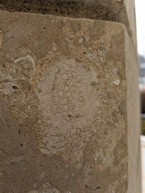 Fossils Found In Tyndall Stone Building Looking For A Id R Fossilid