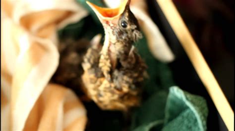Feeding Fledgling Robins Youtube