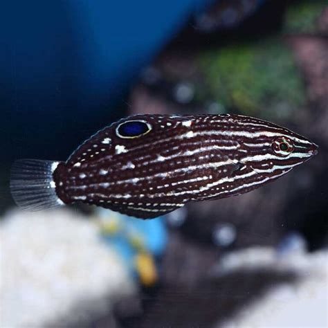 Dusky Wrasse Juvfemale Professional Service Abyss Aquatics