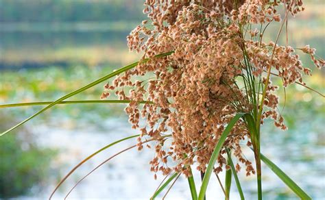 Leefee Market ~ Woolgrass Seeds Scirpus Cyperinus Organic