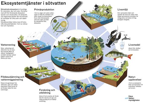 Ekosystemtjänster Mälarens Vattenvårdsförbund