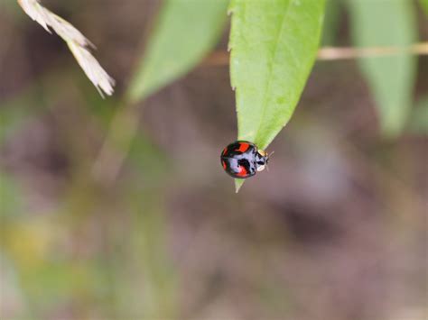 ナミテントウ4紋型 天道虫 生き物って本当に神秘的