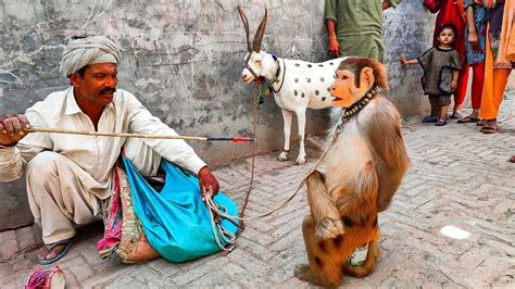 Bandar Ka Khel Bandar Ka Tamasha बंदर का खेल Monkey Full Drama