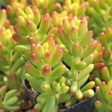Jelly Bean Plant 10 Essential Tips For Growing And Caring