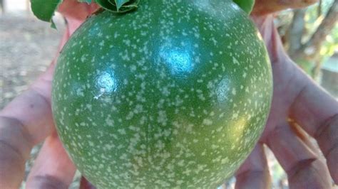 Maracujá Gigante São necessárias duas mãos para envolver essa fruta