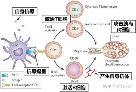 Teplizumab T Cd