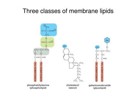 Ppt 012010 Lecture 4 Cellular Building Blocks Lipids And Membranes