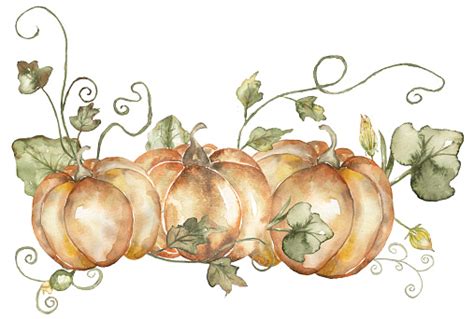 호박 꽃 나뭇잎 꽃다발 클립아트가 있는 수채화 수확 장면 추수 감사절을위한 가을 장식 구성 가을 배열 카드 소박한 정원 그림 0명에 대한 스톡 벡터 아트 및 기타 이미지
