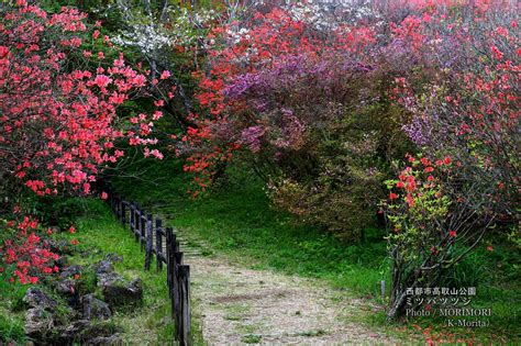 西都原古墳群に隣接 高取山公園のミツバツツジが満開見頃 日々ブログ MORIMORI 宮崎県