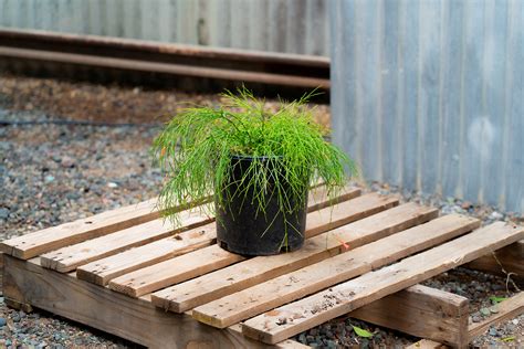 Firecracker Bush Green Goddess