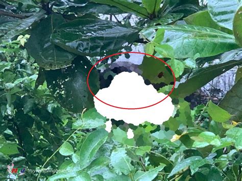 Phát Hiện Thi Thể Cô Gái Nổi Trên Sông Lam Đài Phát Thanh Và Truyền