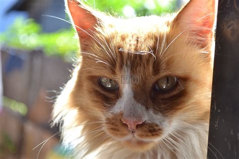动物 猫 猫科动物高清图库素材免费下载 图片编号 6343676 六图网