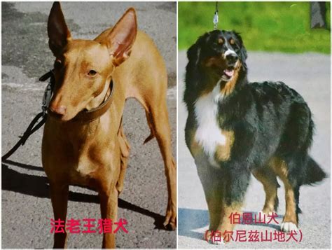 权威发布丨关于天津市建成区内禁养烈性犬种类的通告澎湃号·政务澎湃新闻 The Paper