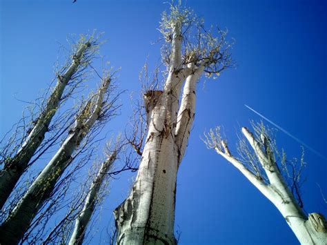 Reasons Why Topping Trees Is Undesirable Coastal Pacific Tree Service