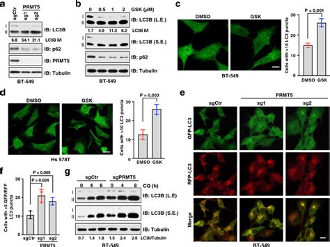 Inhibition Of Prmt5 Induces Autophagy A Immunoblot Ib Analysis Of