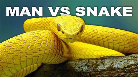 People Vs Pythons Defending Floridas Wetlands Python Hunters Real
