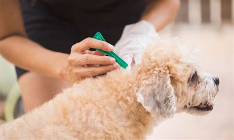 Guía sobre las mejores pipetas para perros Prensa Mercosur Imprensa Mercosul El diario