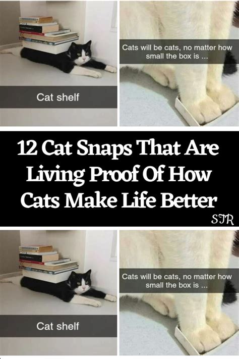 12 Cat Snaps That Are Living Proof Of How Cats Make Life Better Artofit