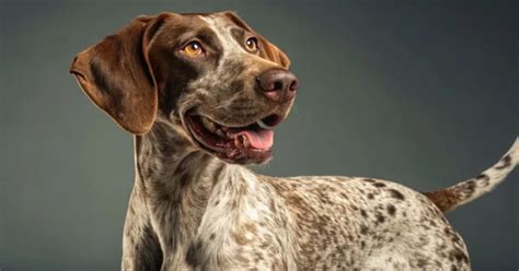 Great Pyrenees Lab Mix7 Facts You Should Know About Pre Ad