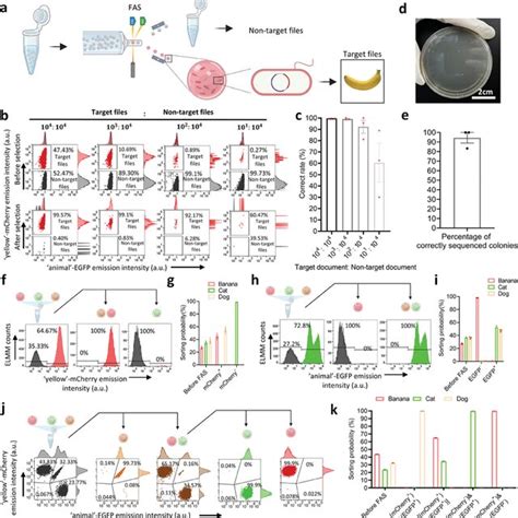 Engineered Living Memory Microspheroid‐based Archival File System For