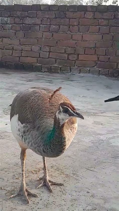 Picock Eating 😋 Youtube