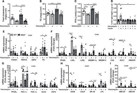 Vancomycin Induced Modulation Of Gram Positive Gut Bacteria And