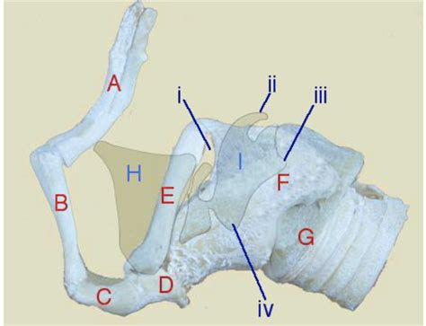 Diagram Of Oral Nasal Pharynx Larynx Dissection Quizlet