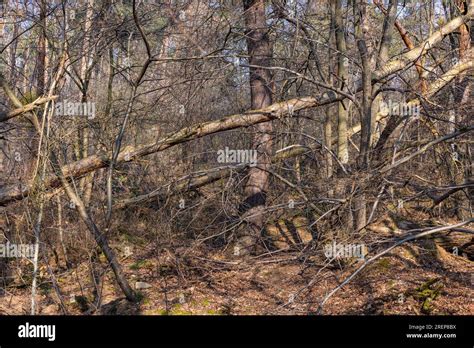 Chaos In The Forest Due To Storms And Fallen And Uprooted Trees As A