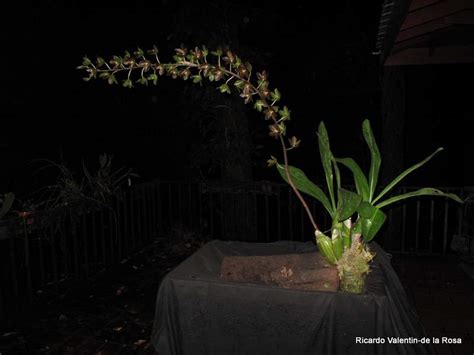 Ricardos Blog Grammatophyllum Elegans A Delightful Representative