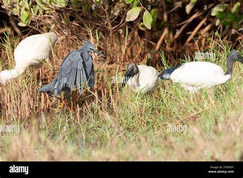 Fishing Black Heron Egretta Ardesiaca In The Gambia Using A Hunting