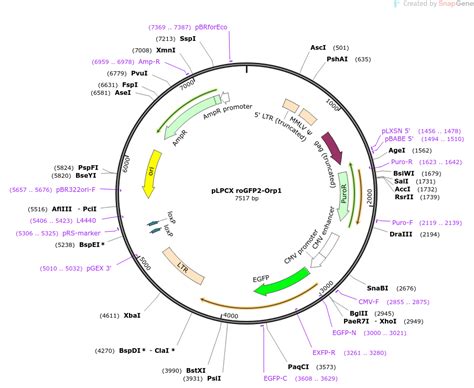 Addgene Plpcx Rogfp2 Orp1