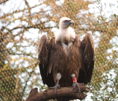 Western Eurasian Griffon Vulture Gyps Fulvus Fulvus 2022 01 30 Zoochat