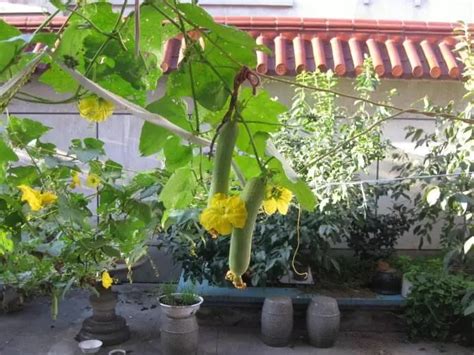 丝瓜藤 高清图片，堆糖，美图壁纸兴趣社区