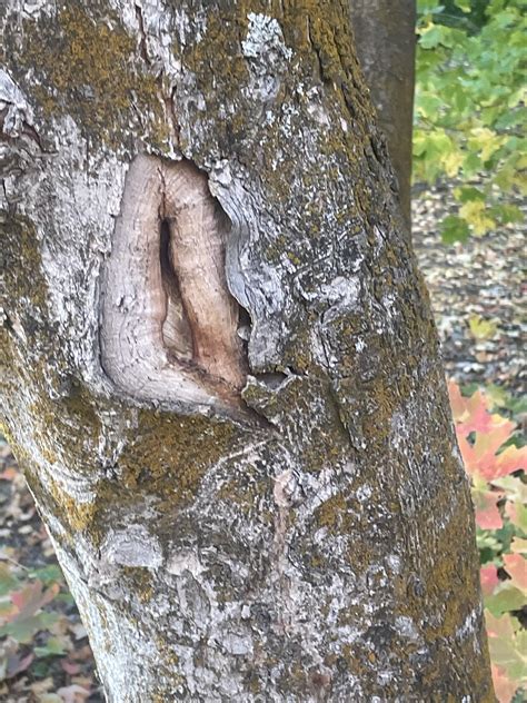 Tree R Mildlyvagina