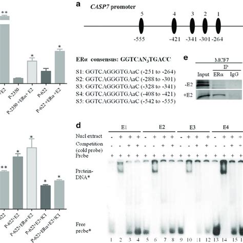 Erα Classically Regulates Casp7 Promoter A Schematic Diagram Of