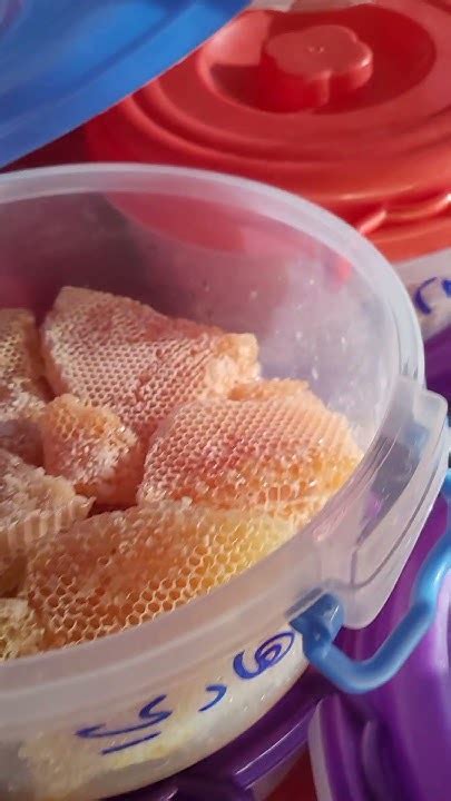 تجميع عسل السدر العصيمي من أغلب جبال و وديان اليمن Youtube