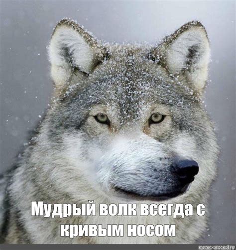 Meme Мудрый волк всегда с кривым носом All Templates Meme