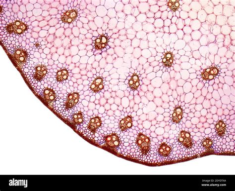 Lily Stem Light Micrographlm Of A Section Through A Part Of A Lily