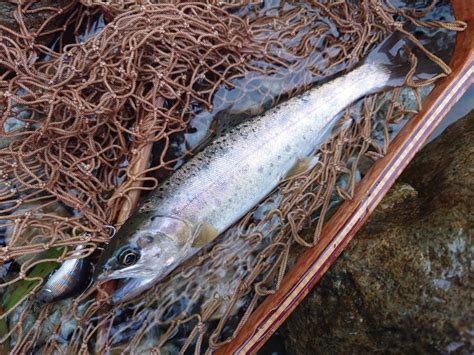8月24日 那珂川 鬼怒川 ヤマメ ひまじん釣りに行く