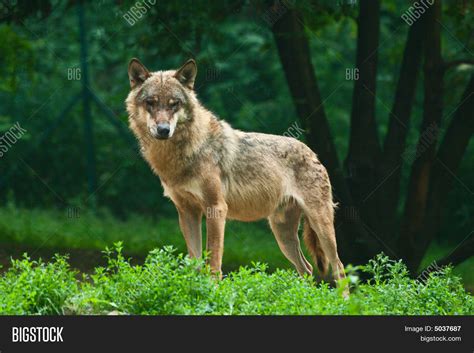 Imagen Y Foto Lobo Prueba Gratis Bigstock