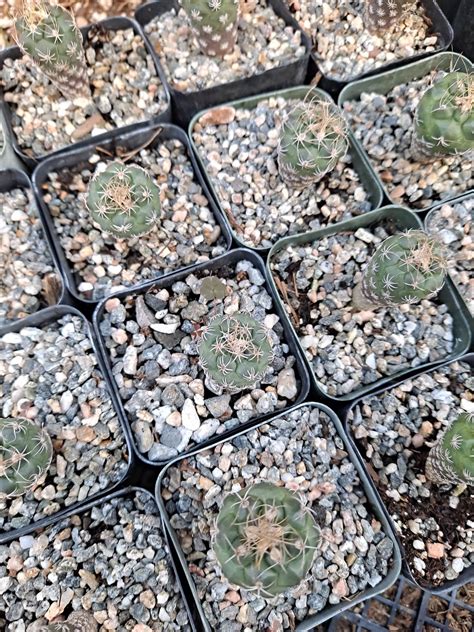 Turbinicarpus Pseudomacrochele Live Cactus Phoenix Rising Succulents