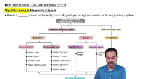 Integumentary System Labeled