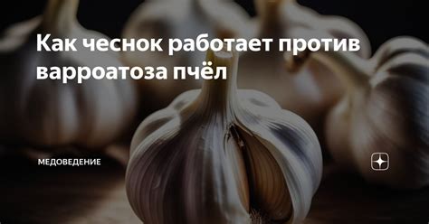 Как чеснок работает против варроатоза пчёл Медоведение Дзен